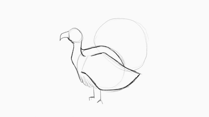 How to draw a turkey uing step-by-step lessons with Da Vinci Eye App